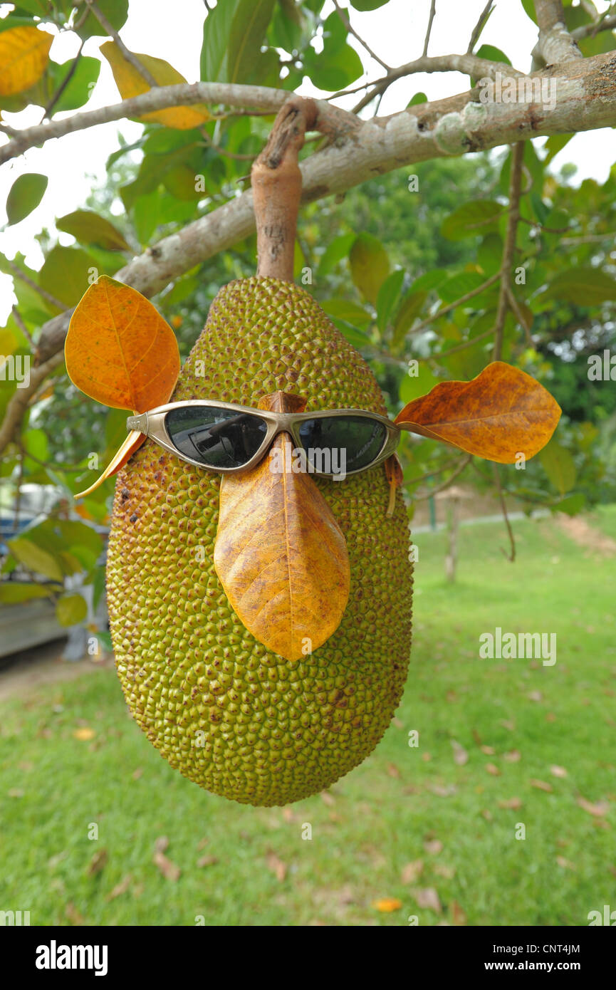 funny face , jackfruit , fruit farm , langkawi, kedah , malaysia Stock ...