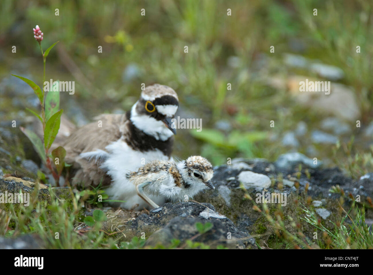 Ringed Plovers Baby Birds High Resolution Stock Photography and Images ...