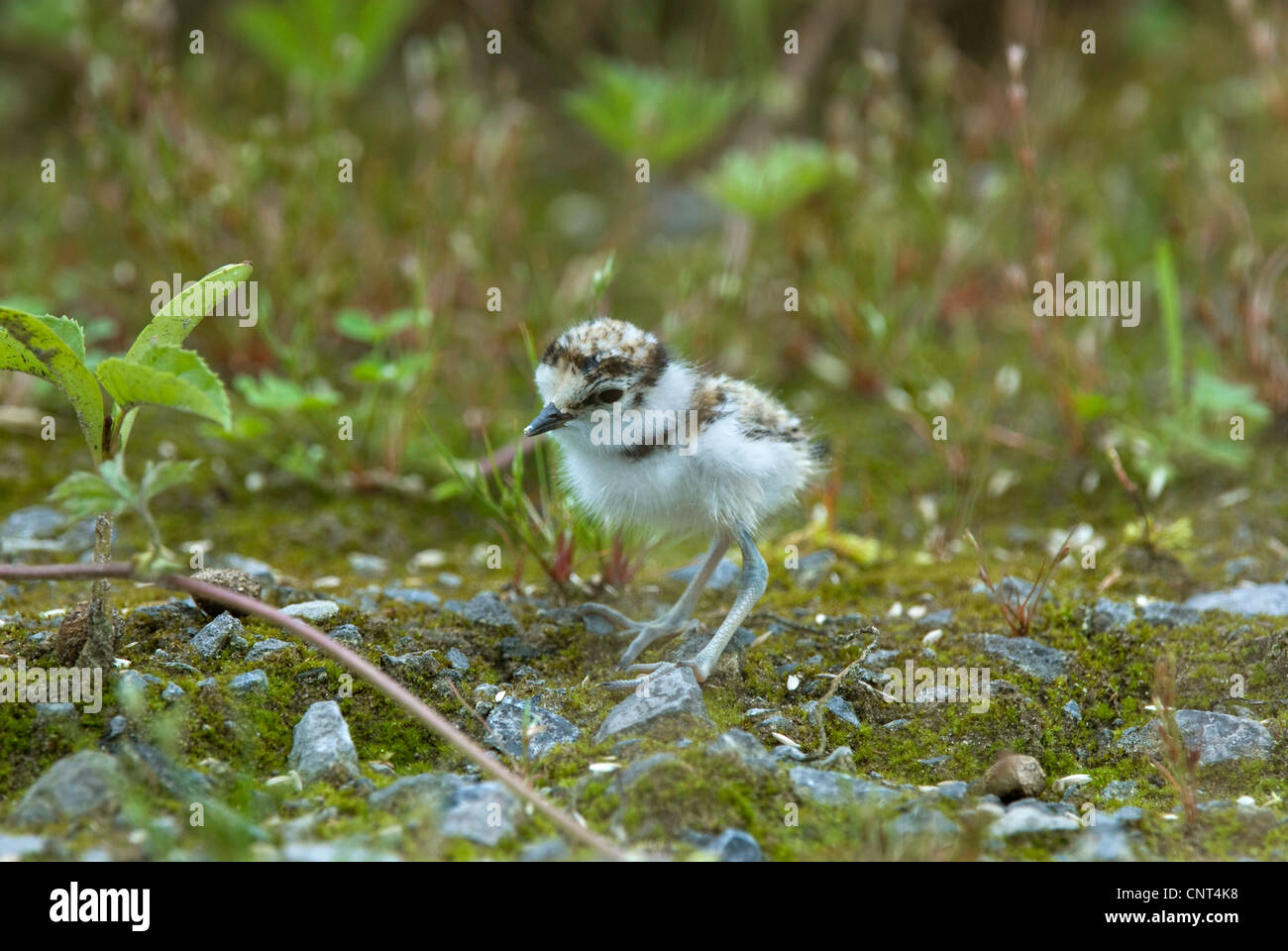 Ringed plovers baby birds hi-res stock photography and images - Alamy