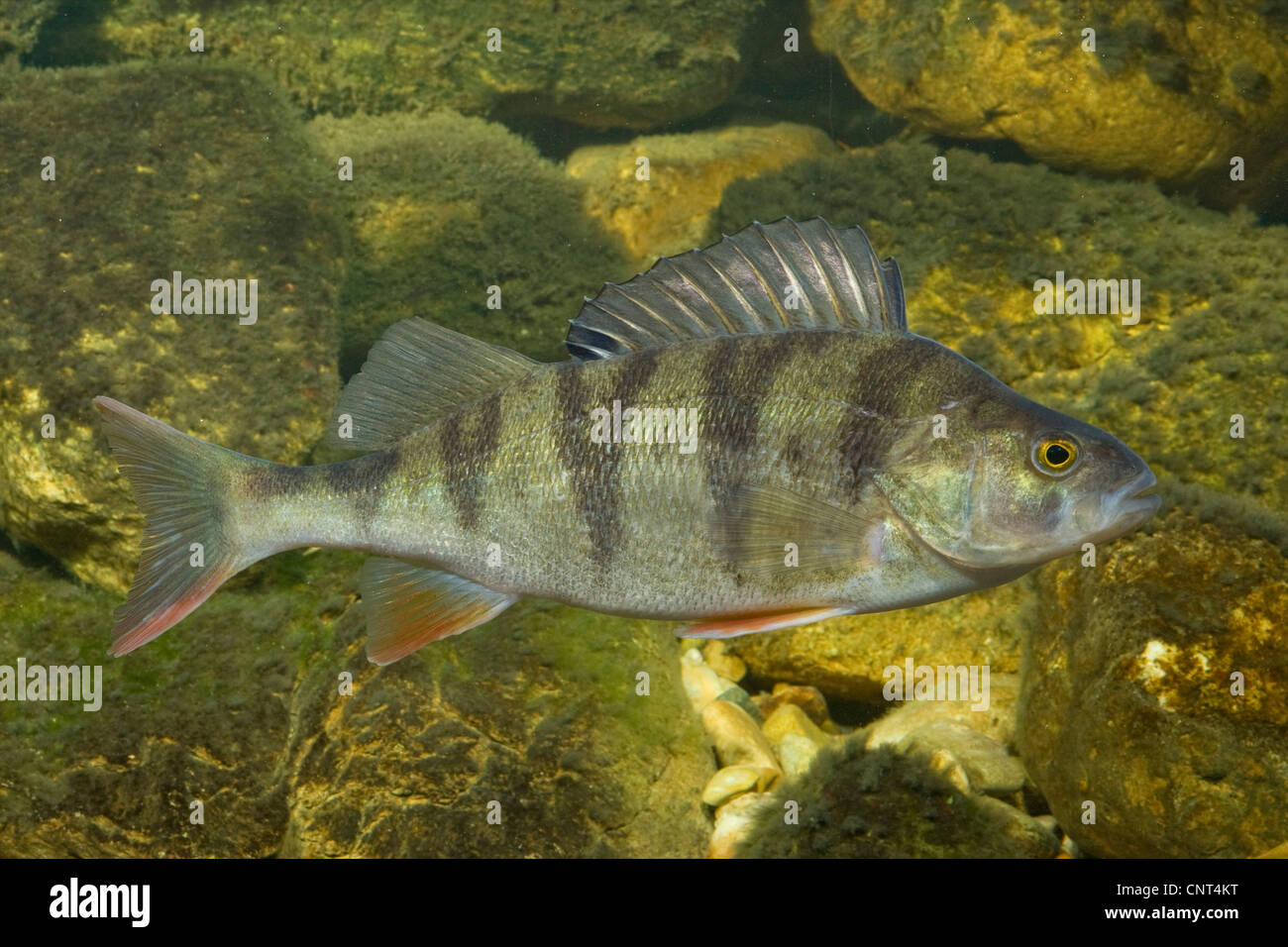 perch, European perch, redfin perch (Perca fluviatilis), 30 cm, Germany ...