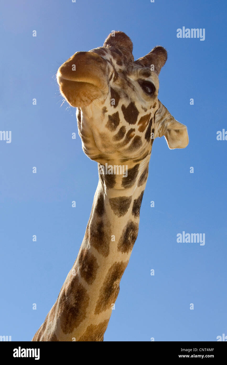 Giraffa portrait hi-res stock photography and images - Alamy