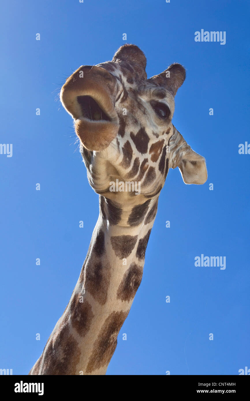 Giraffe mouth open hi-res stock photography and images - Alamy