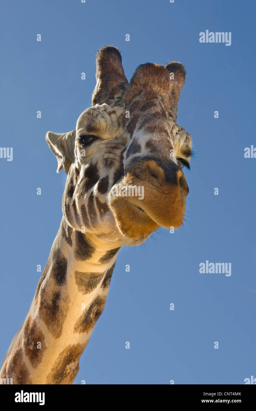 giraffe (Giraffa camelopardalis), portrait, from below Stock Photo - Alamy
