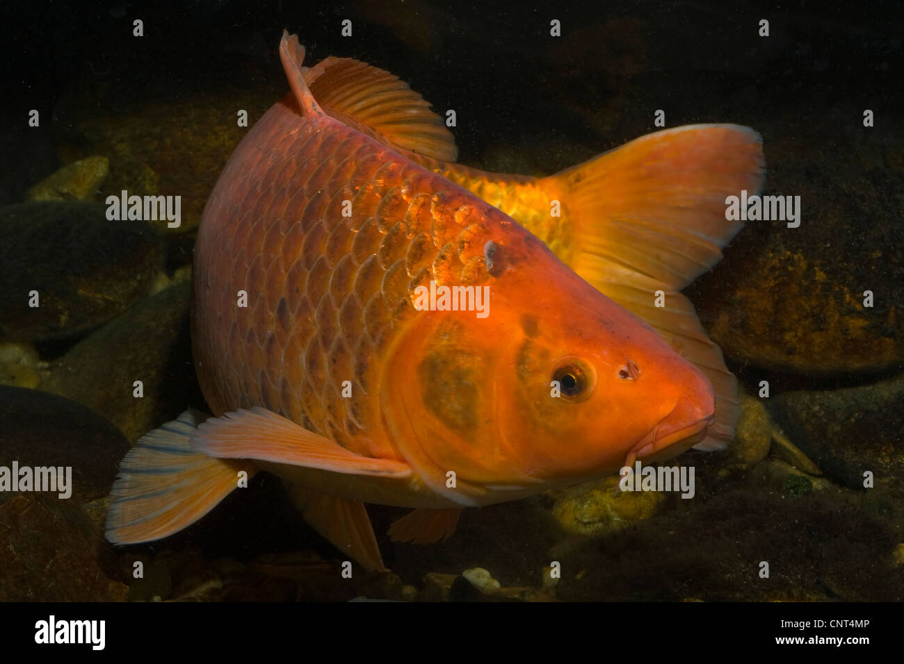 Carp orange koi fish hi-res stock photography and images - Alamy