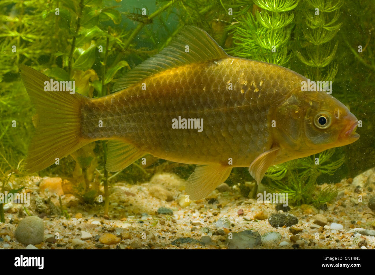 gibel carp, Prussian carp, German carp, Crucian carp (Carassius auratus gibelio), 20 cm in front ...
