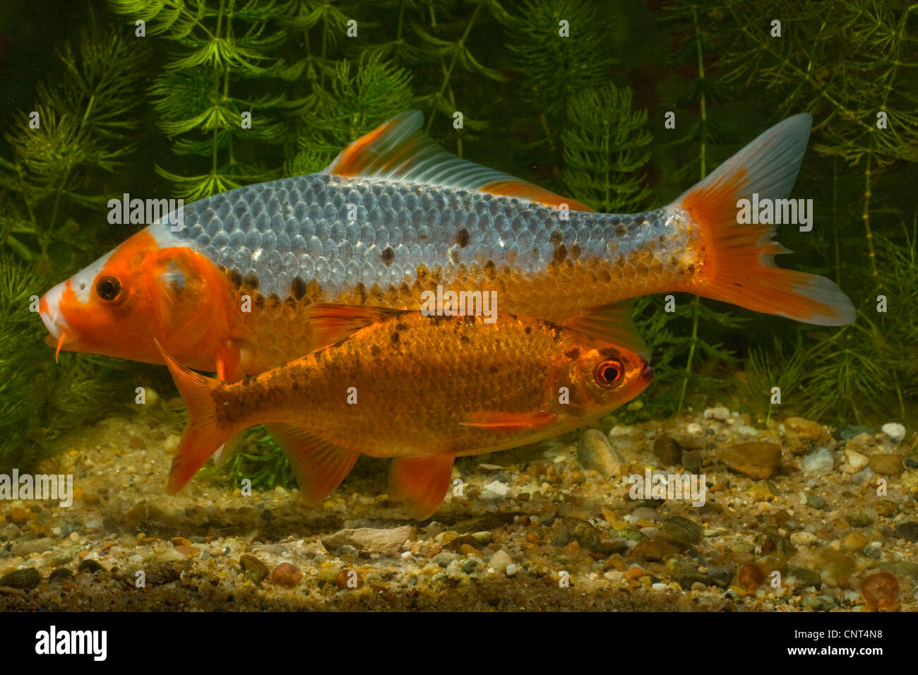 koi carp (Cyprinus carpio), and rudd Stock Photo - Alamy