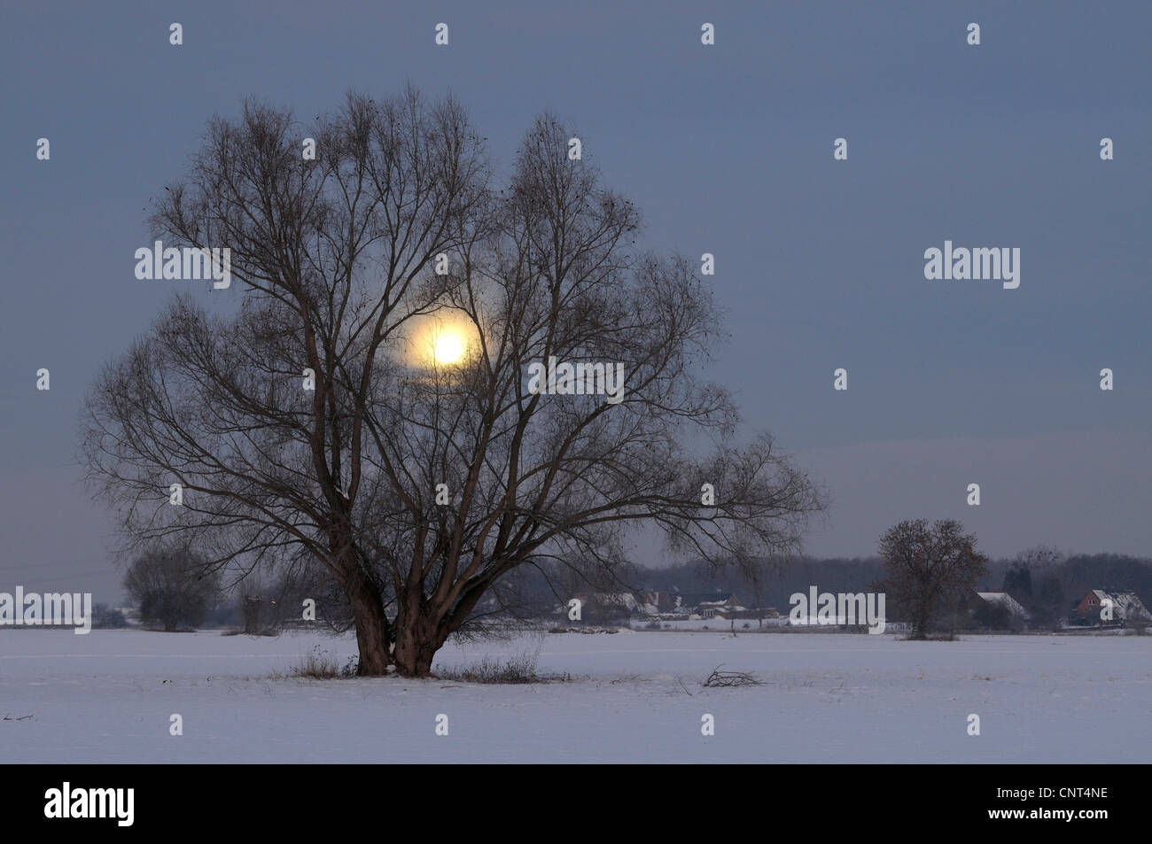 Snowy Willow Tree Night