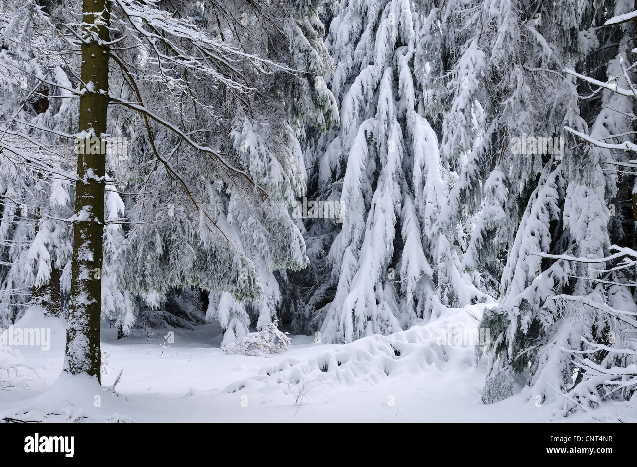 snow covered forest with deep snow in low mountain range, Germany Stock ...