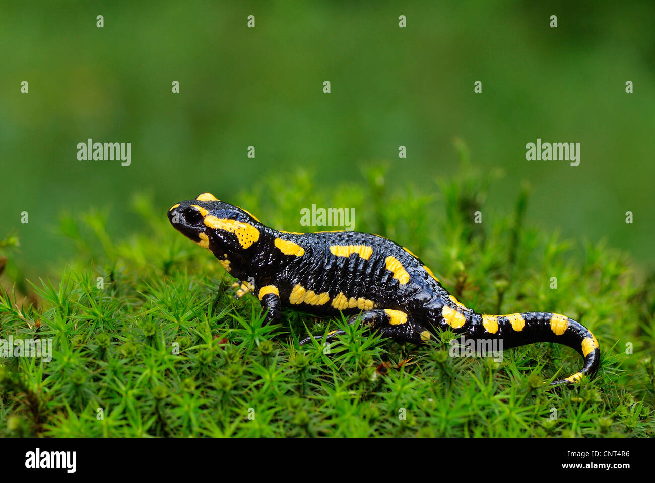 European fire salamander (Salamandra salamandra), walking over moss ...