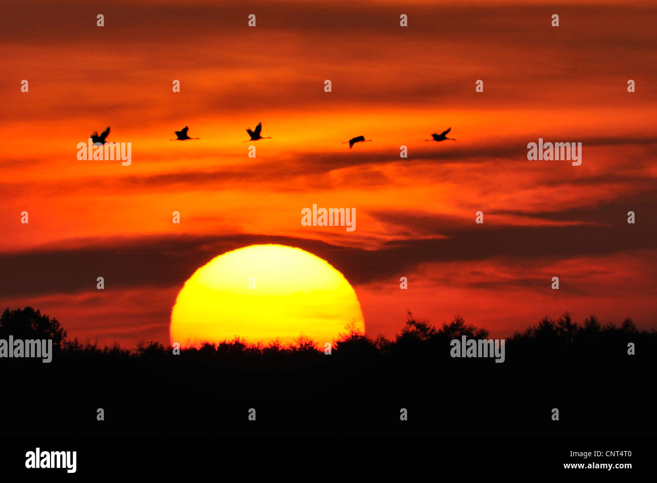 common crane (Grus grus), flying group over the rising sun, Germany ...