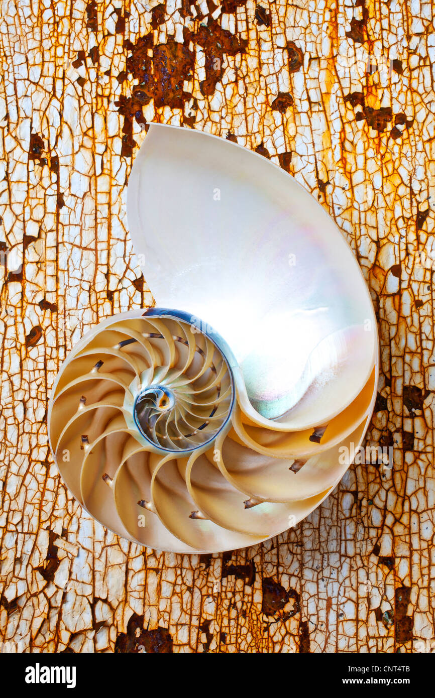 Nautilus shell on rusty table Stock Photo - Alamy