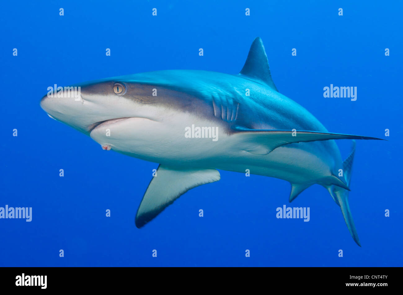 Gray reef shark (Carcharhinus amblyrhynchos) full frontal body view ...
