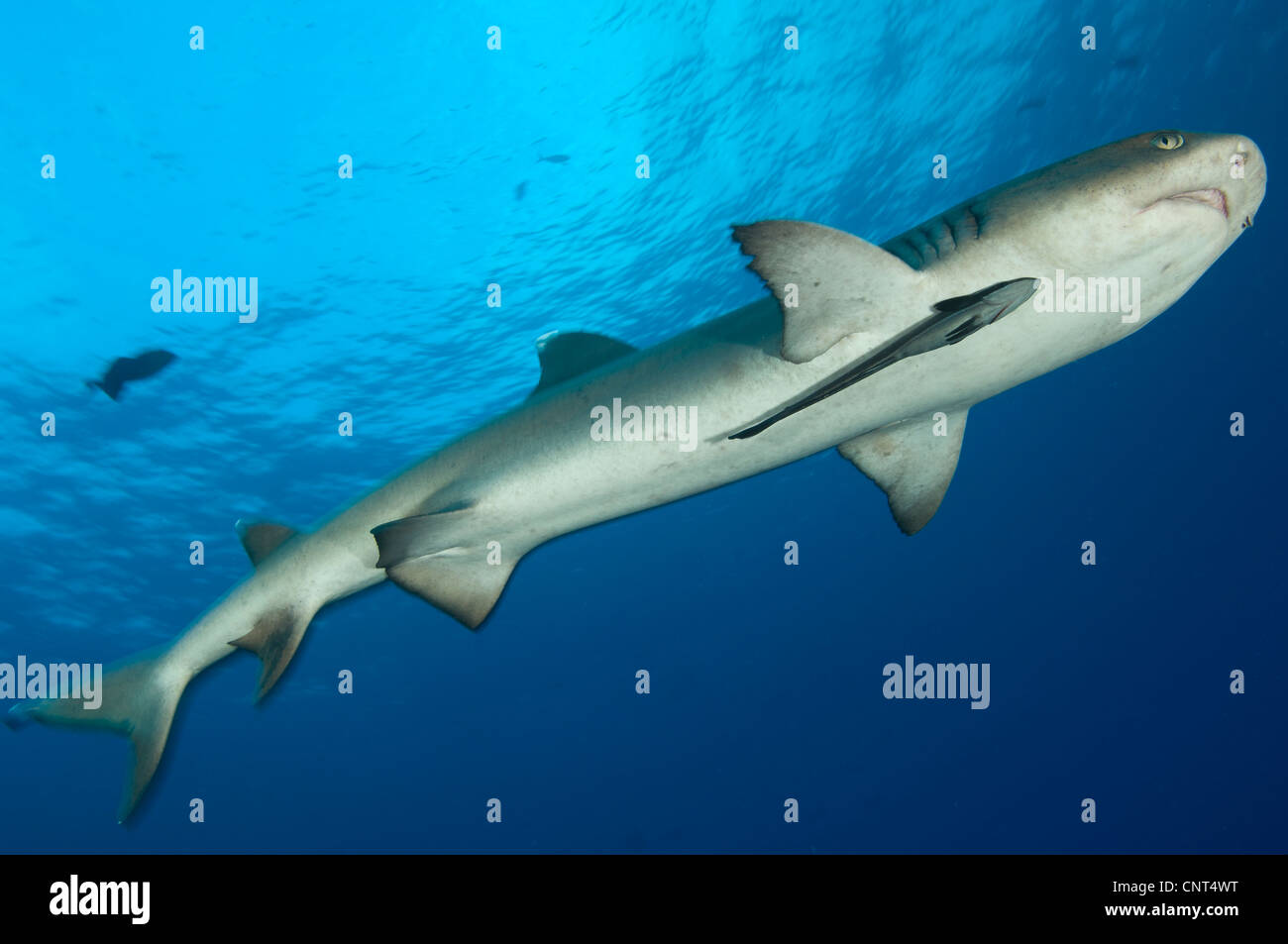 Shark underside underneath sharks hi-res stock photography and images ...