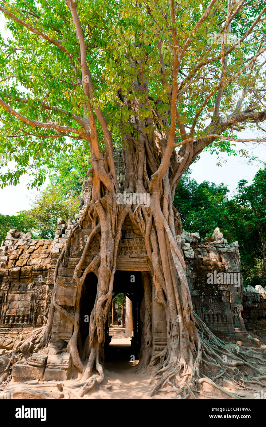 Temple tree structure hi-res stock photography and images - Alamy