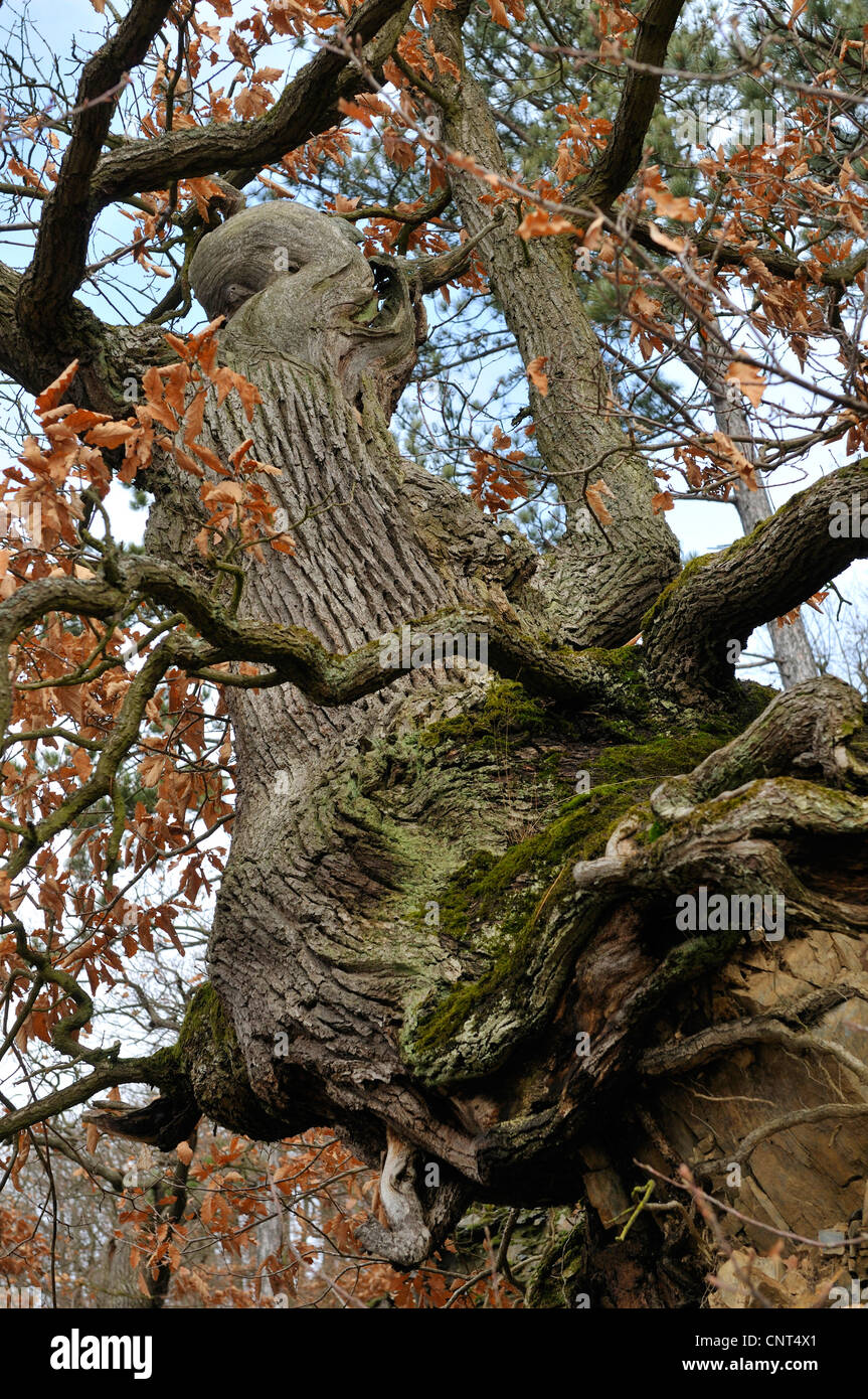 Old gnarled oak tree hi-res stock photography and images - Alamy