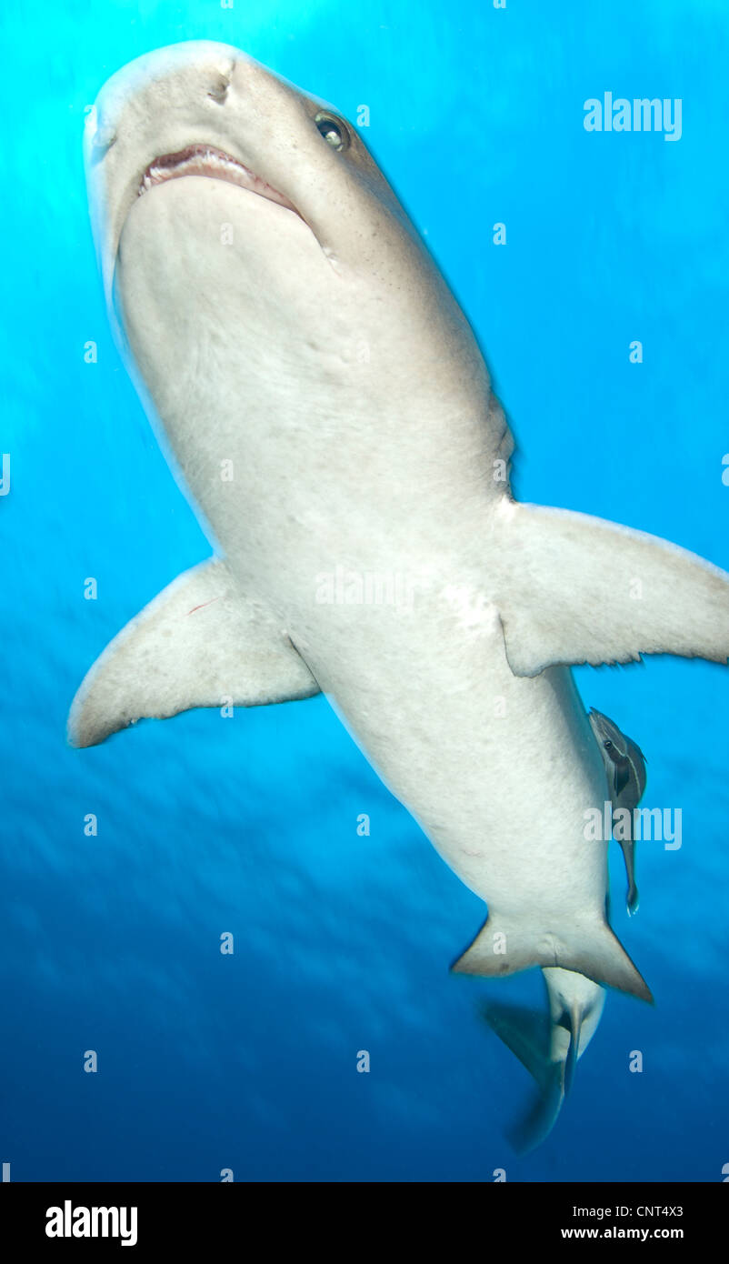 Shark underside underneath sharks hi-res stock photography and images ...