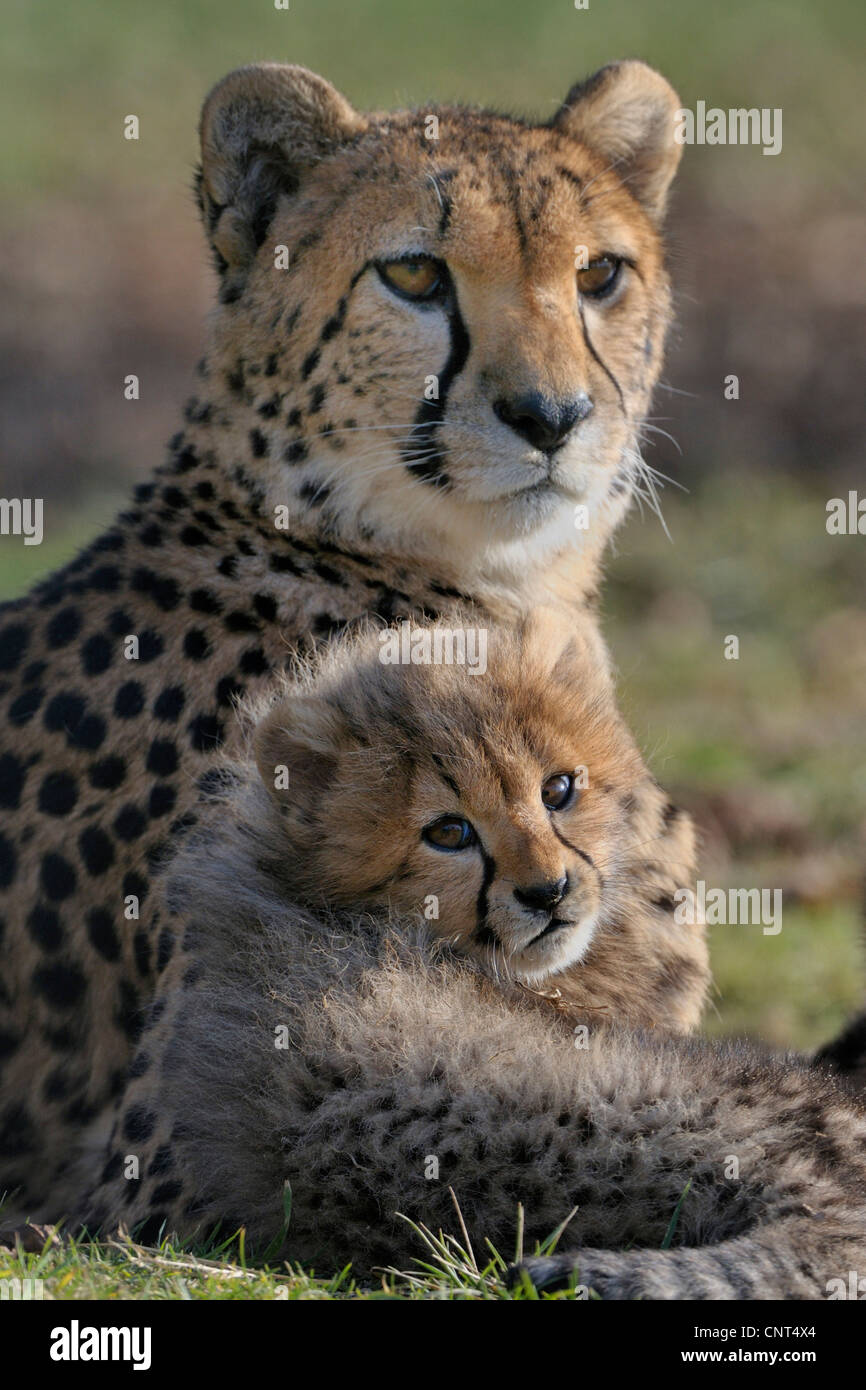 Cheetah baby mother hi-res stock photography and images - Alamy