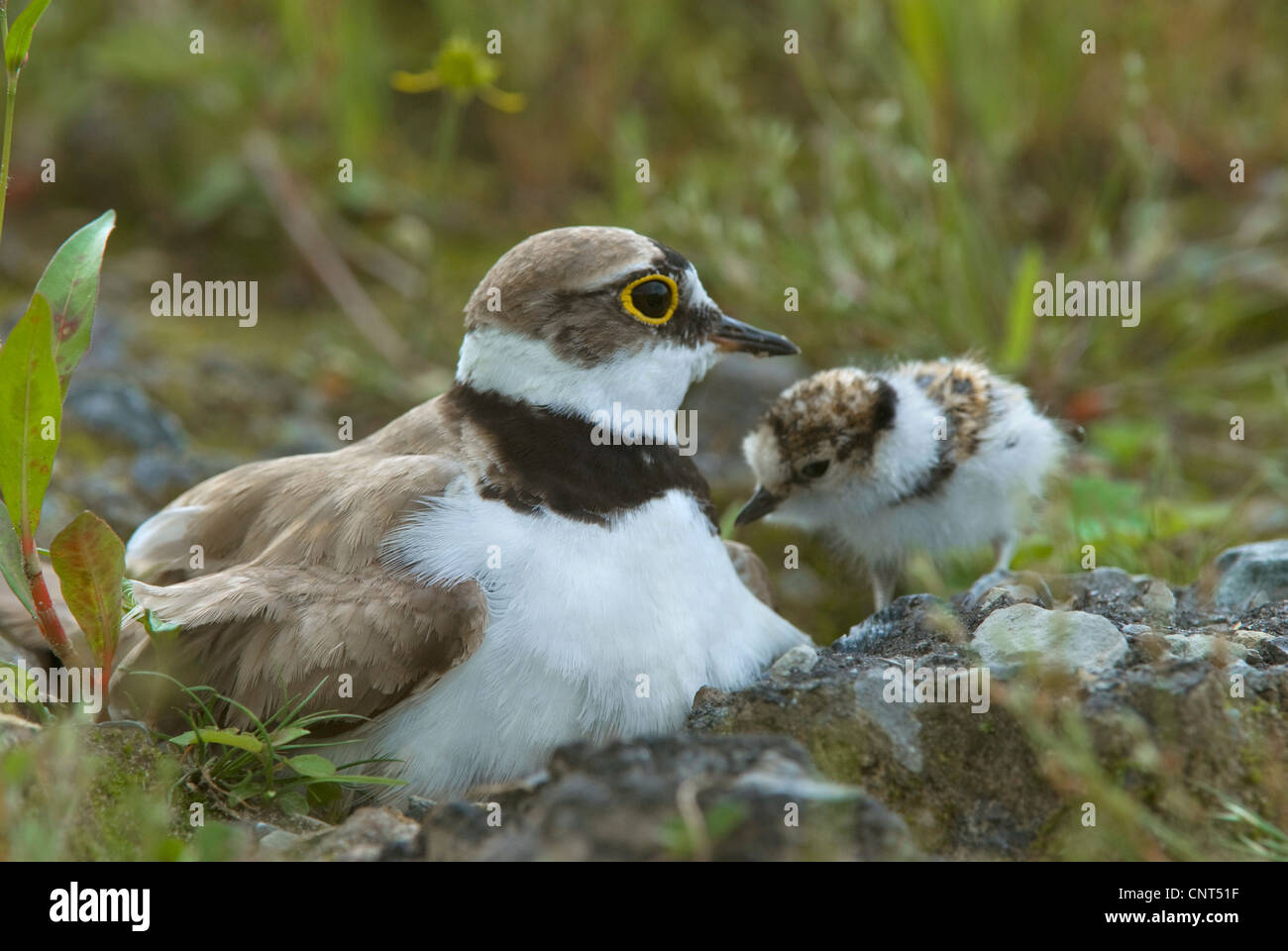 Ringed plovers baby birds hi-res stock photography and images - Alamy
