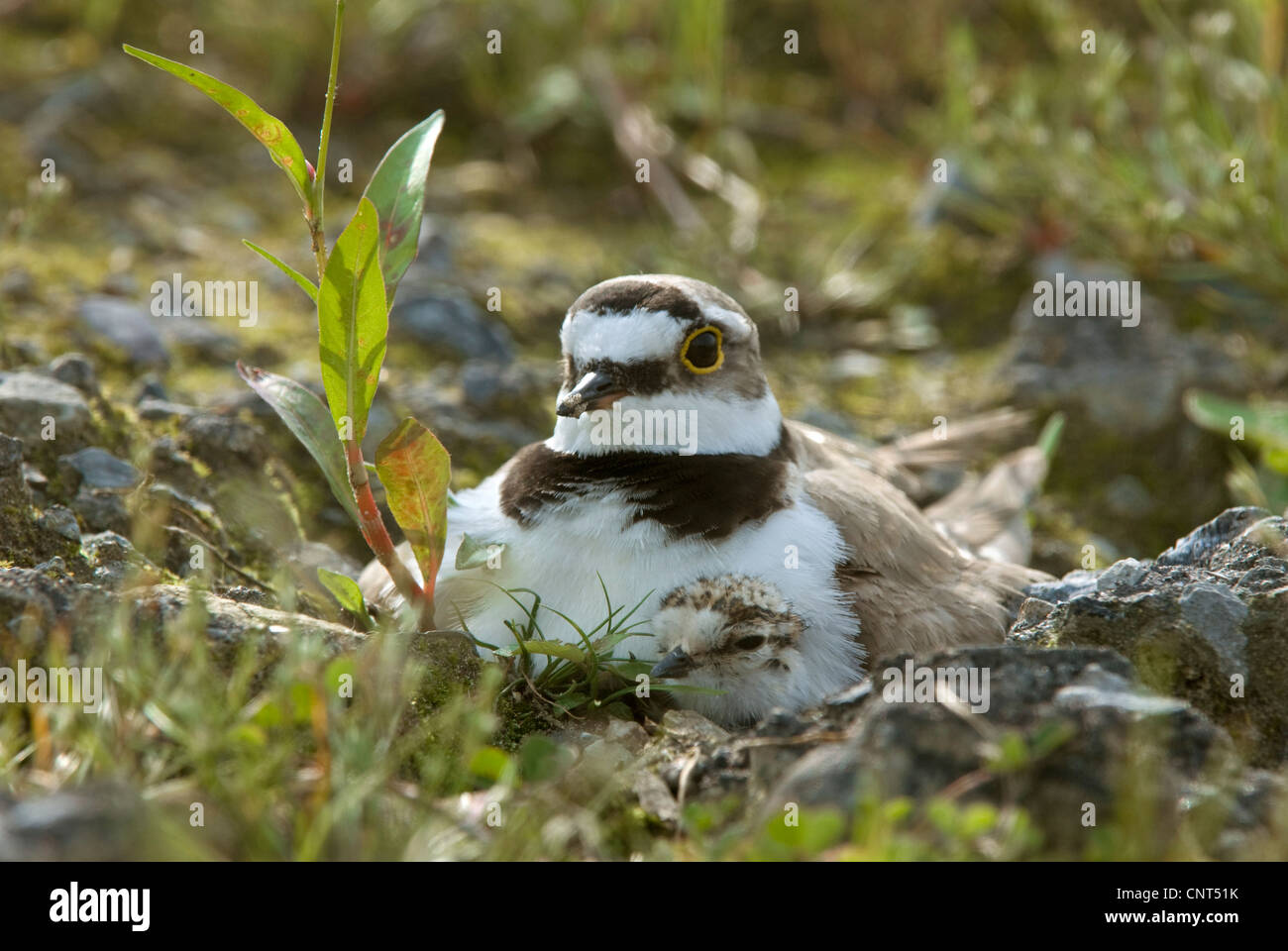 Ringed plovers baby birds hi-res stock photography and images - Alamy