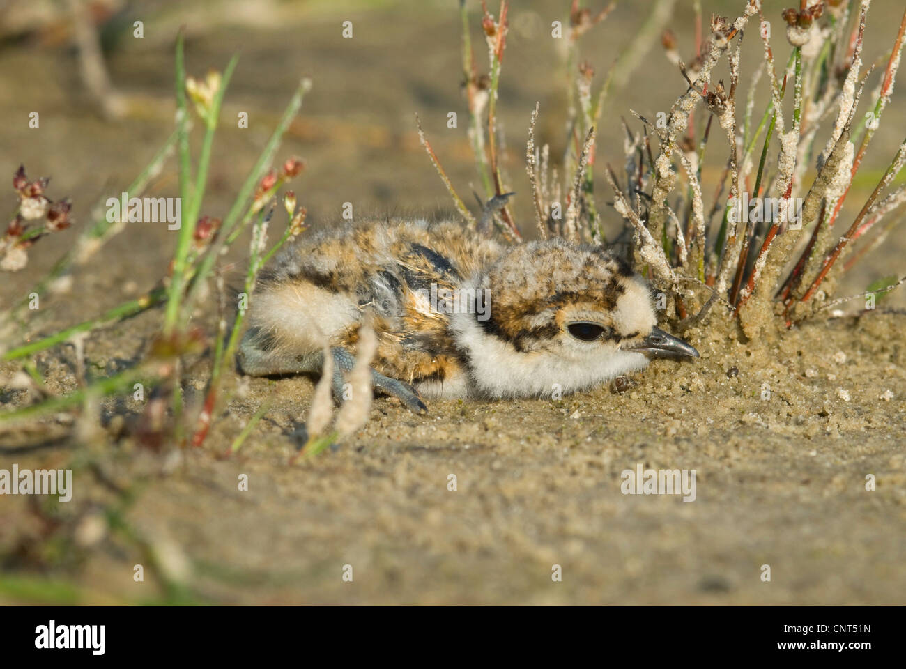 Ringed plovers baby birds hi-res stock photography and images - Alamy