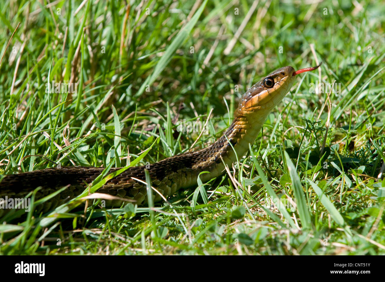 common garter snake (Thamnophis sirtalis), attentive, flicking with ...
