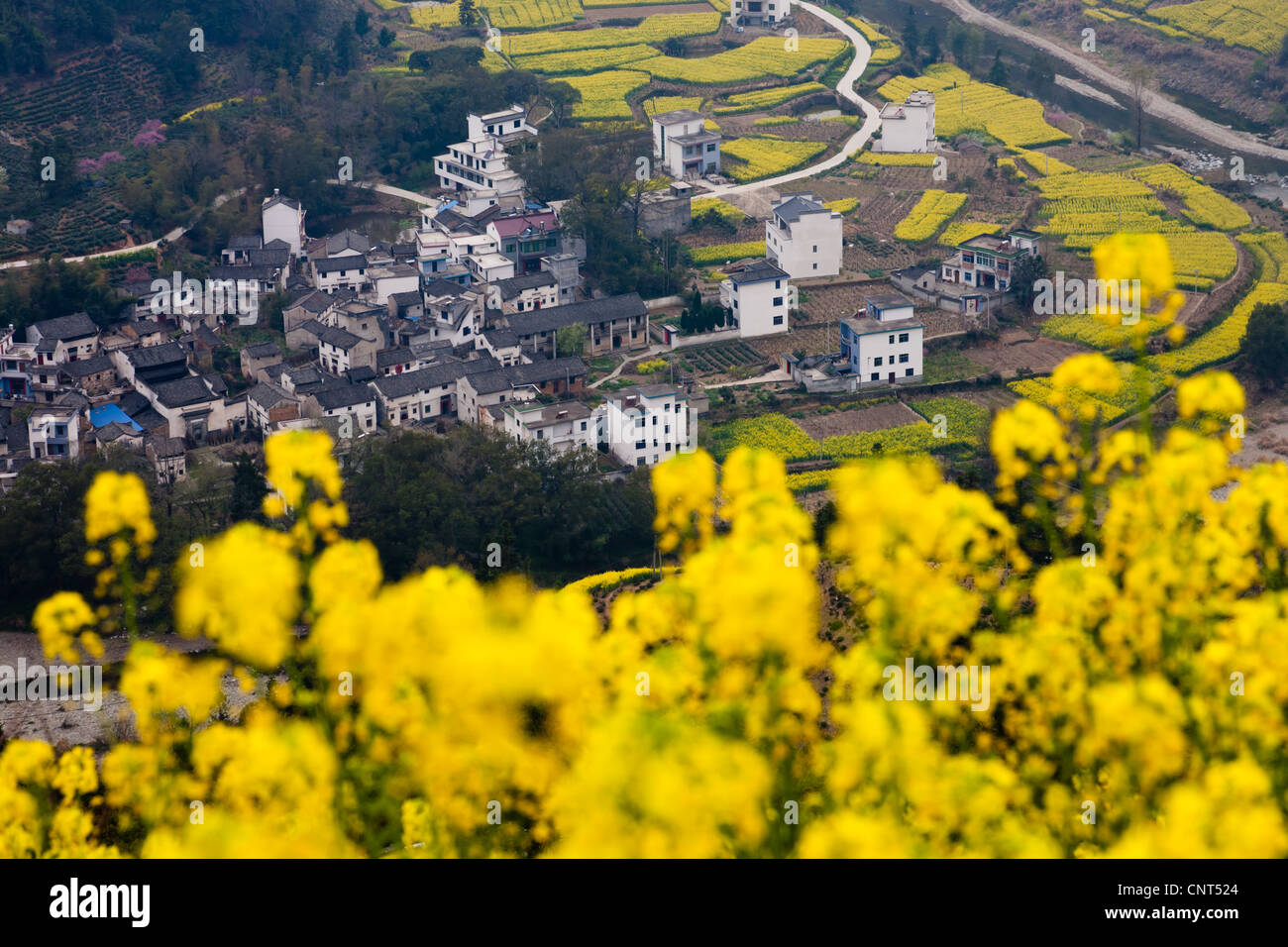 Chinese rural landscape: village at the foot of mountain with oilseed ...