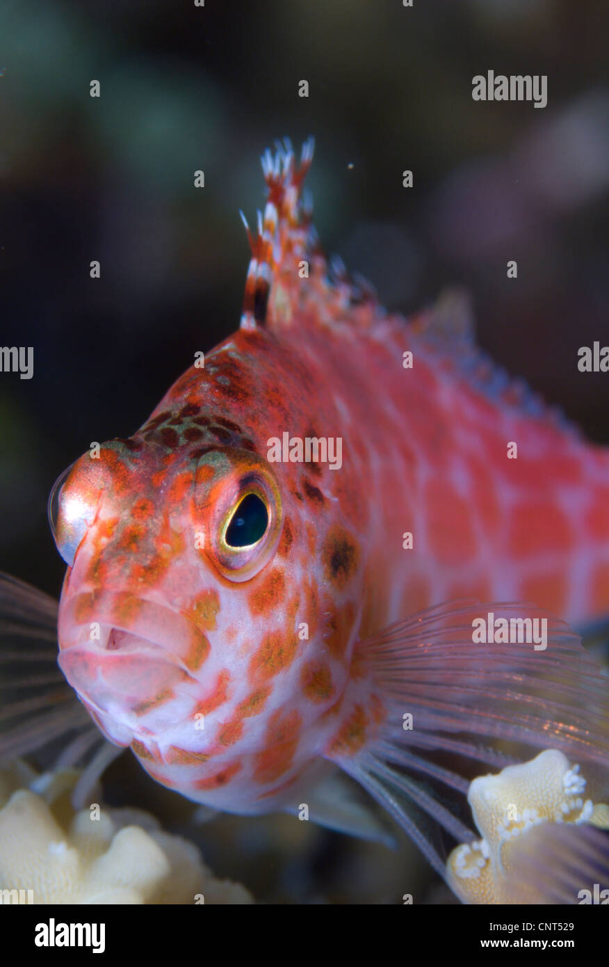 Pixy hawkfish (Cirrhitichthys oxycephalus), Fathers reef, Kimbe Bay ...