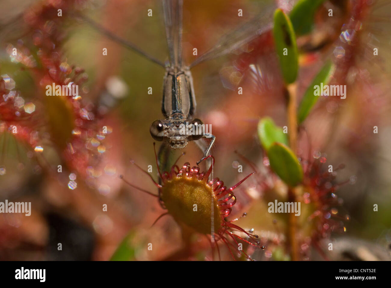 long-leaved sundew, oblong-leaved sundew, spoon-leaved sundew (Drosera ...