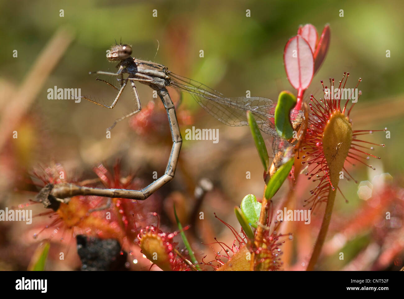 long-leaved sundew, oblong-leaved sundew, spoon-leaved sundew (Drosera ...