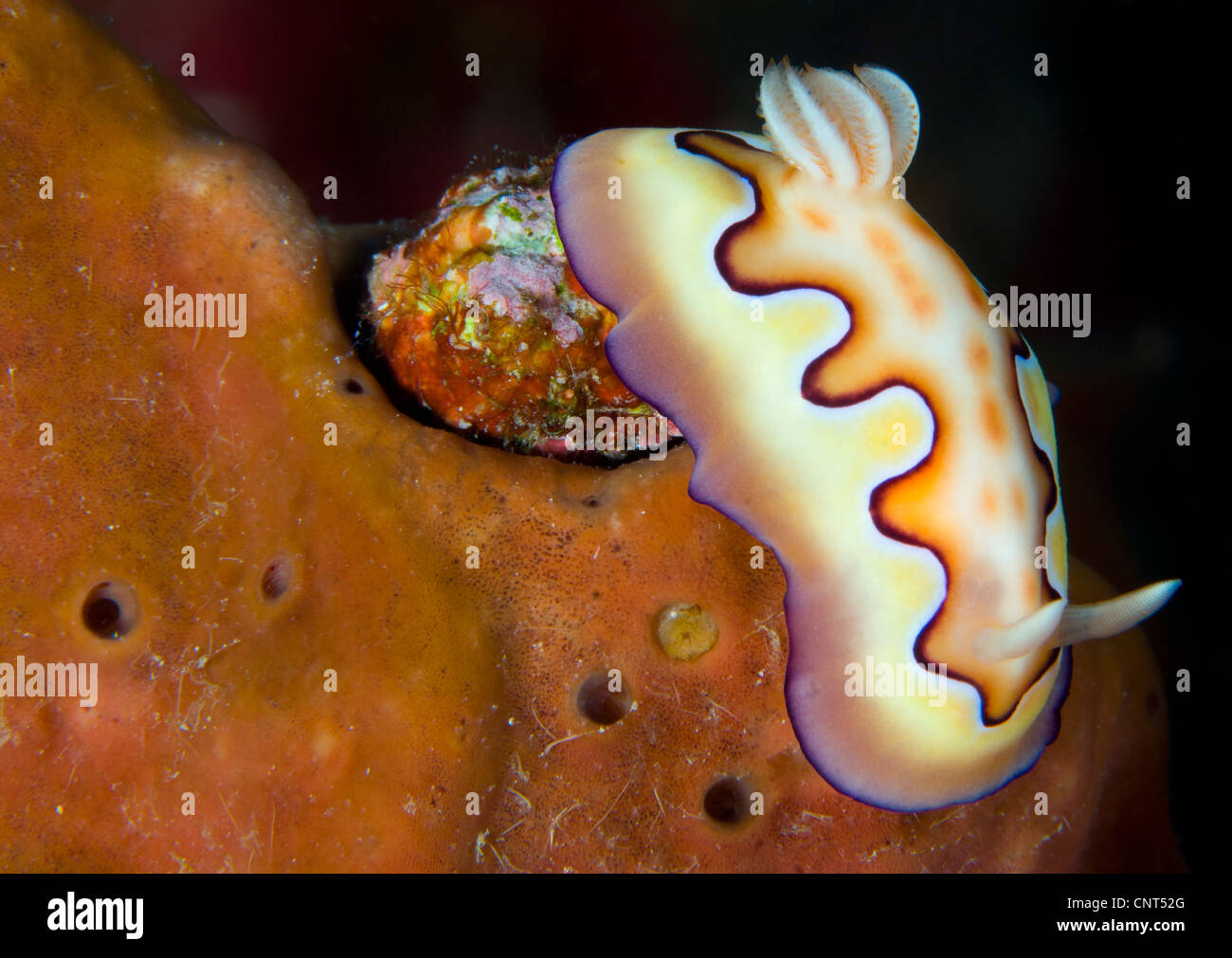 Orange spotted sea slugs hi-res stock photography and images - Alamy