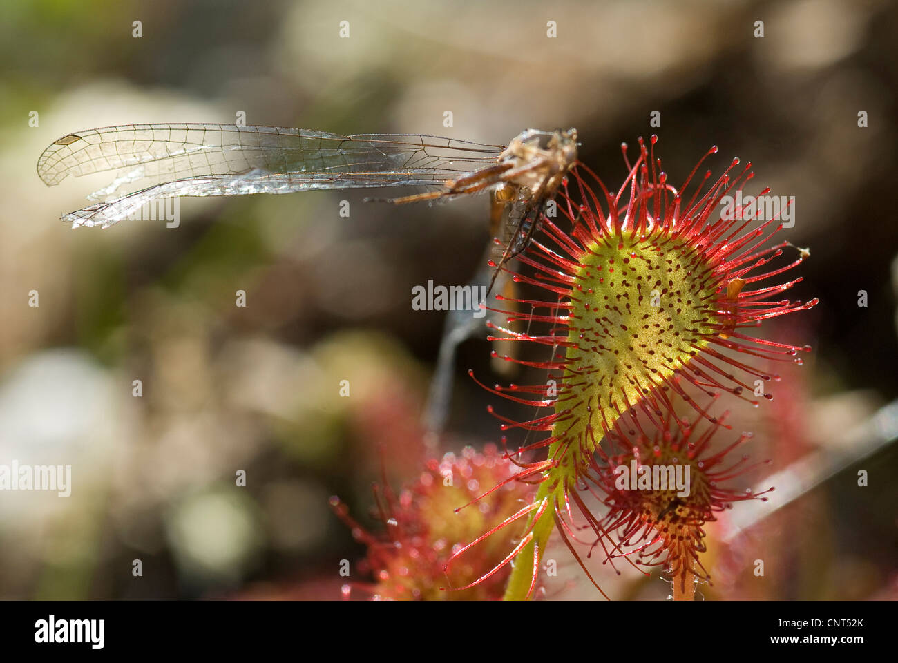 long-leaved sundew, oblong-leaved sundew, spoon-leaved sundew (Drosera ...