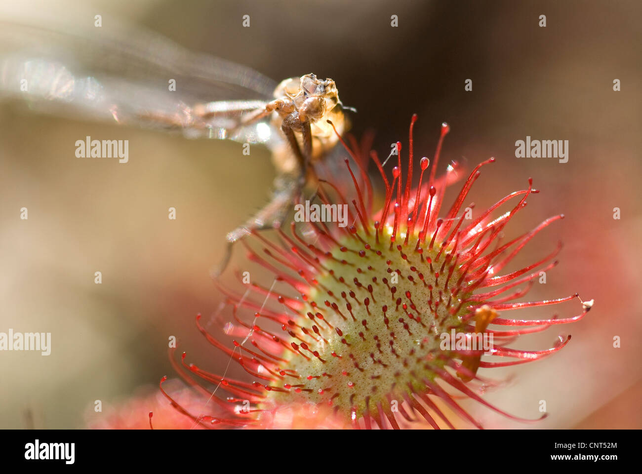 Dragonfly on sundew deadley trap hi-res stock photography and images ...