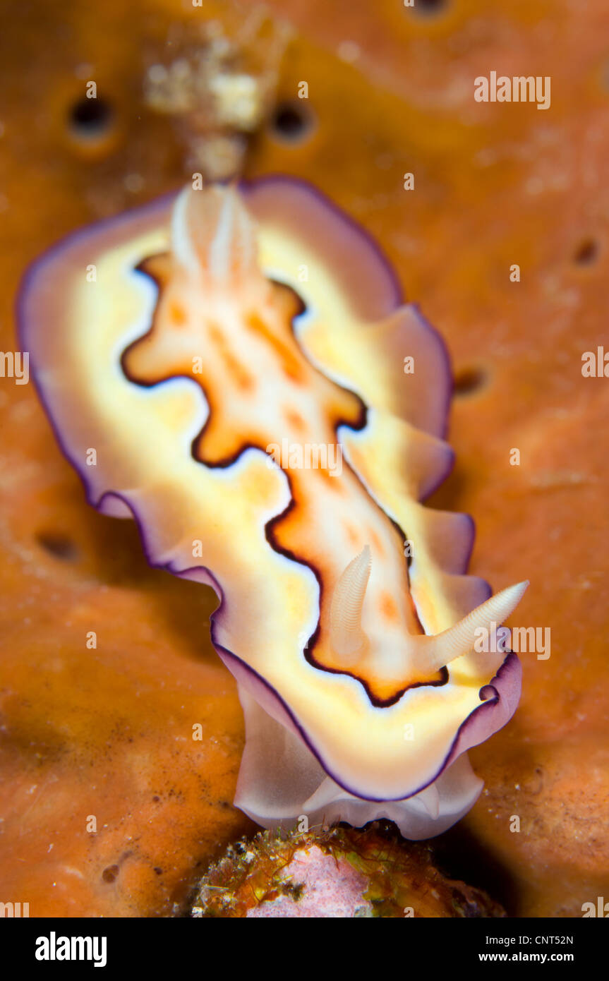 Orange spotted sea slugs hi-res stock photography and images - Alamy