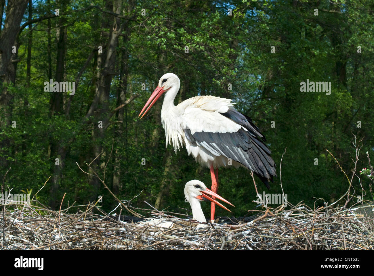 Couple adult storks in nest hi-res stock photography and images - Alamy