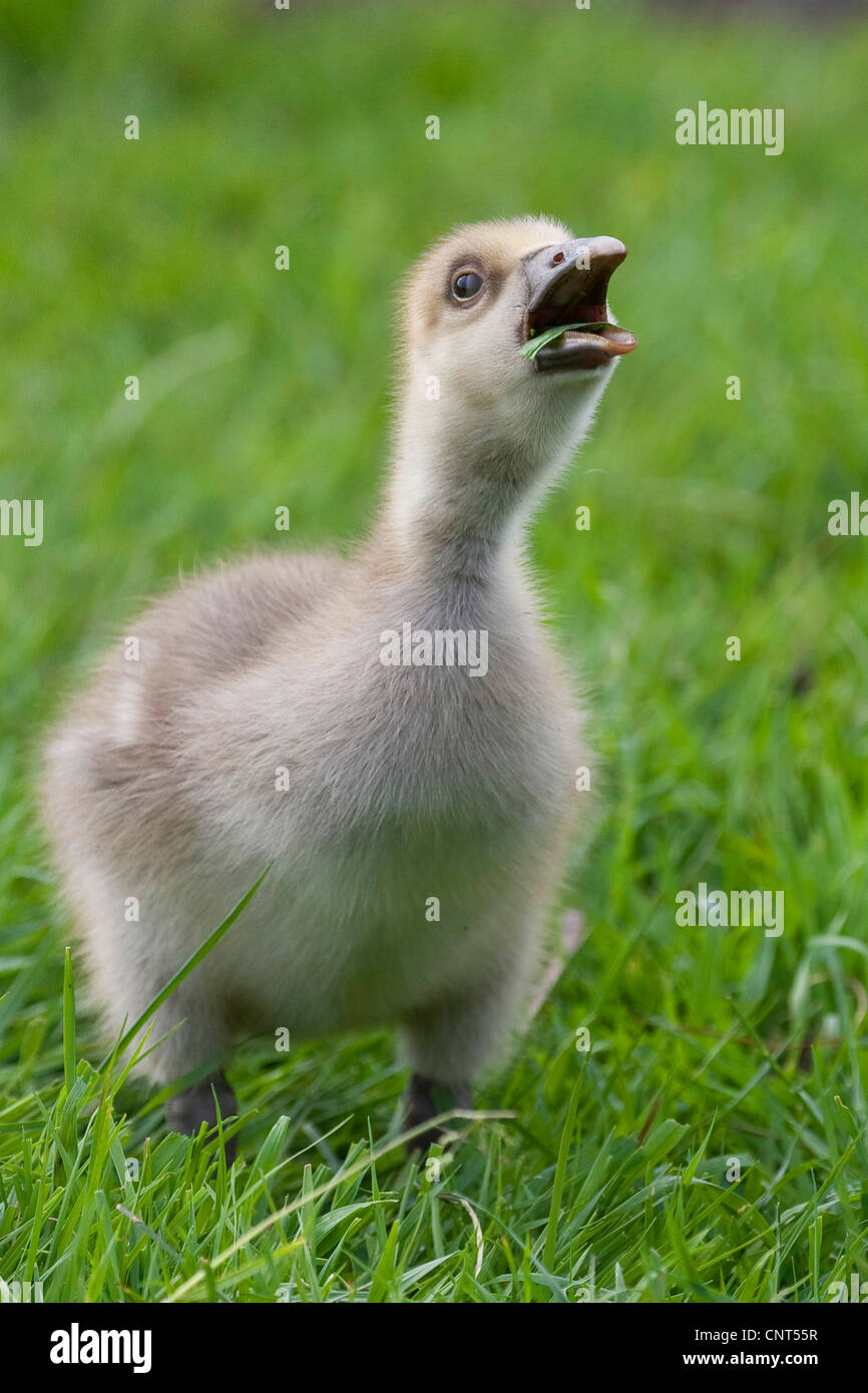 greylag goose (Anser anser), calling chick Stock Photo - Alamy