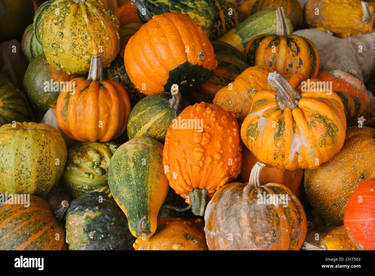 Cucurbita spec hi-res stock photography and images - Alamy