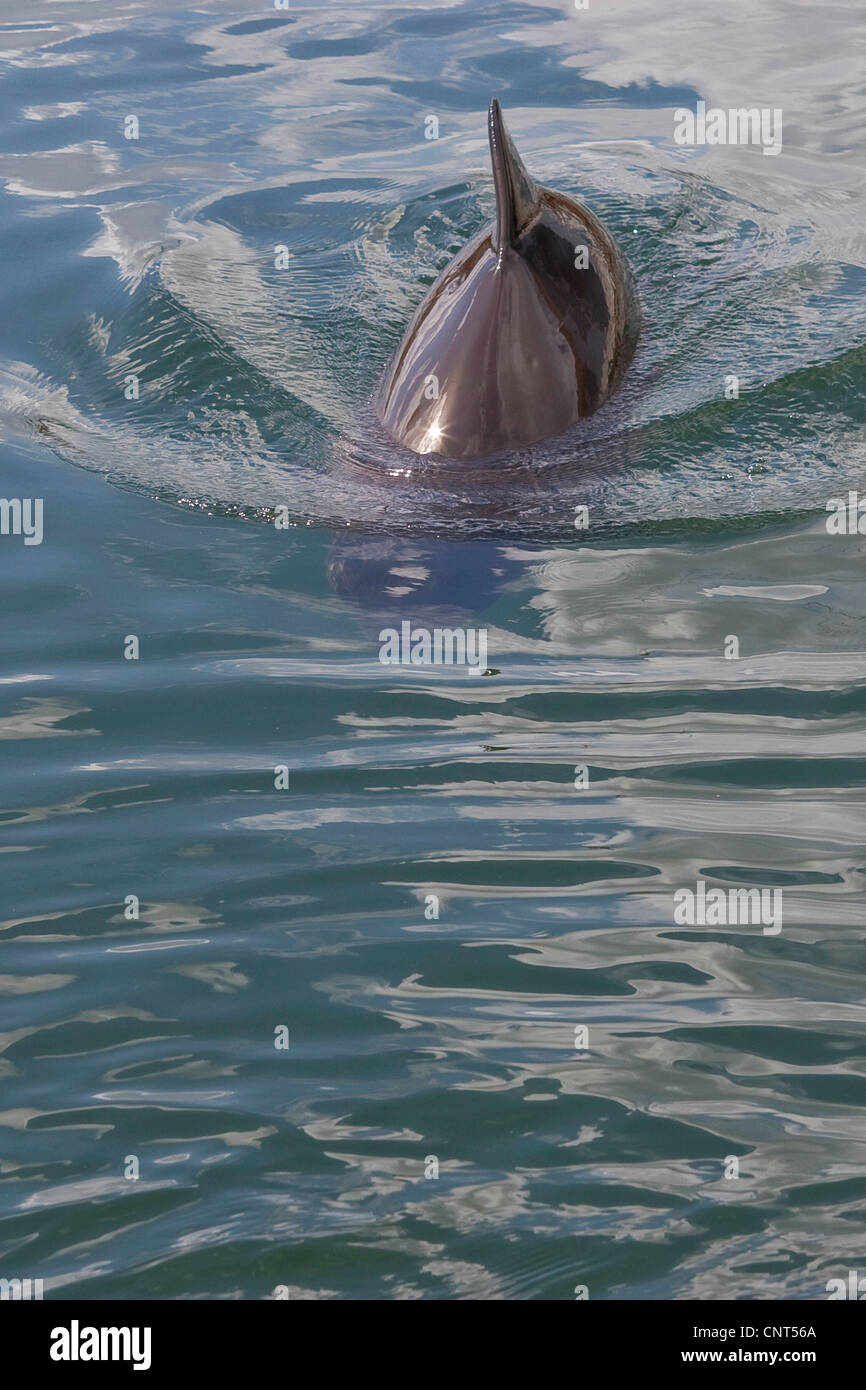 common harbor porpoise, harbour porpoise, common porpoise, puffing pig ...