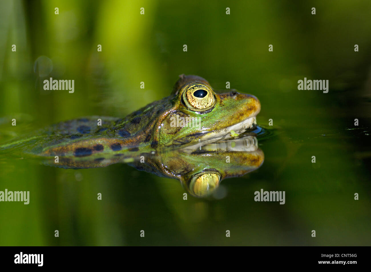 European edible frog, common edible frog (Rana kl. esculenta, Rana ...