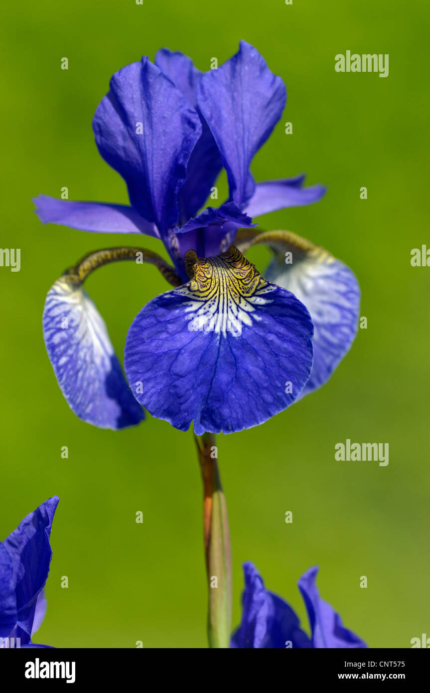 Close up siberian iris iris sibirica hi-res stock photography and ...