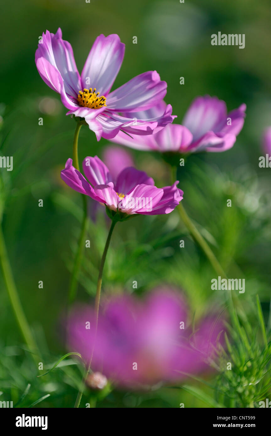 garden cosmos, Mexican aster (Cosmos bipinnatus), blooming Stock Photo ...