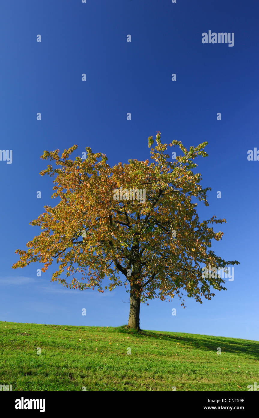 Prunus autumn colour hi-res stock photography and images - Alamy