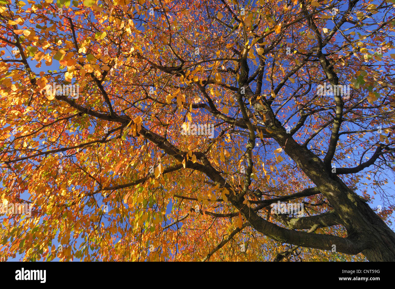 Cherry Eye High Resolution Stock Photography and Images - Alamy