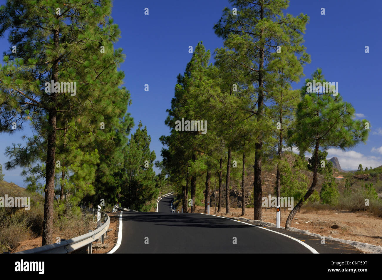 Canarian pine trees pinus canariensis hi-res stock photography and ...