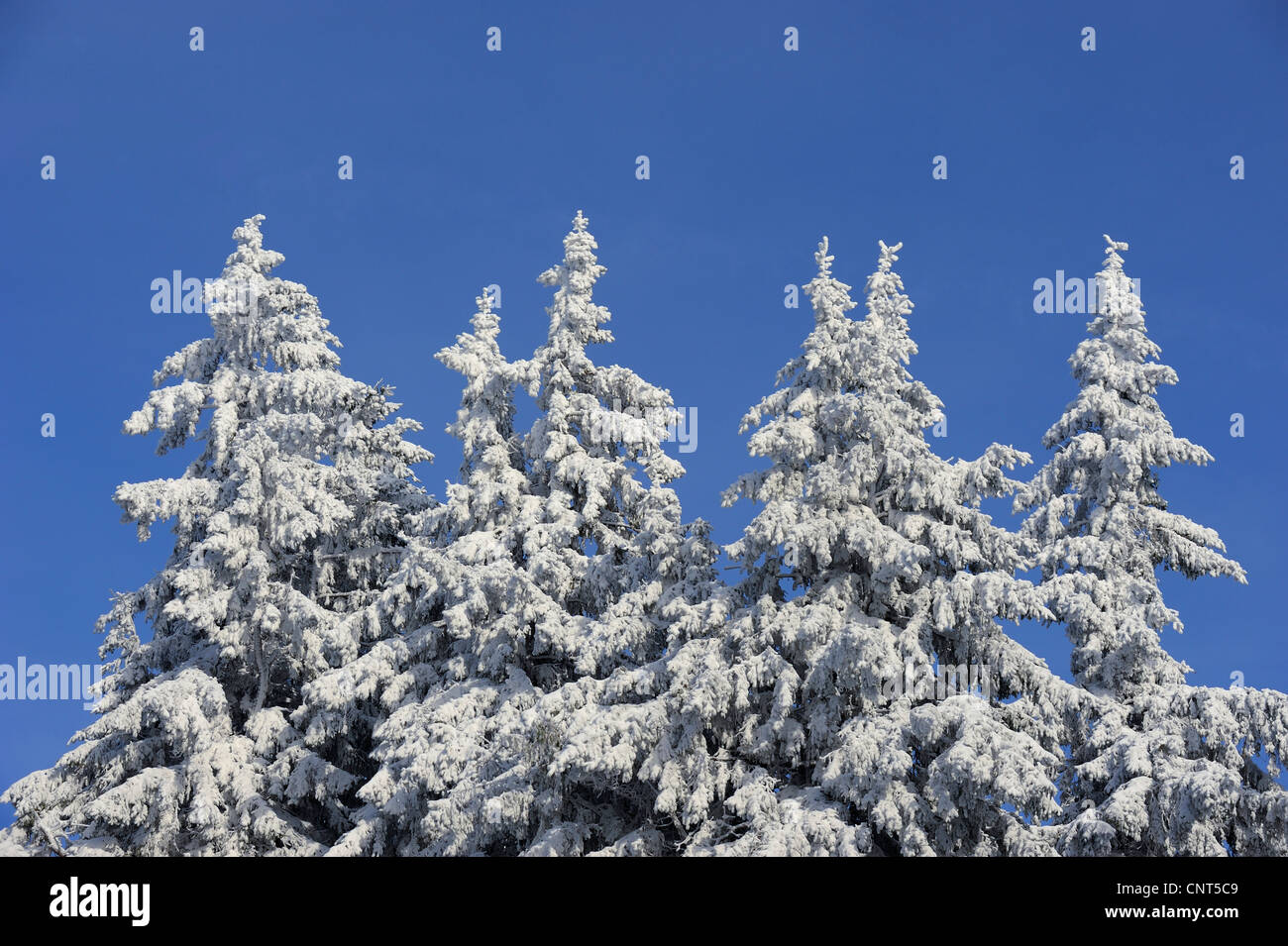 Conifers coniferous trees hi-res stock photography and images - Alamy