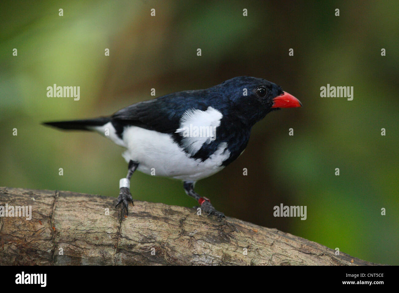 red-billed pied (Lamprospiza melanoleuca), on branch Stock Photo - Alamy