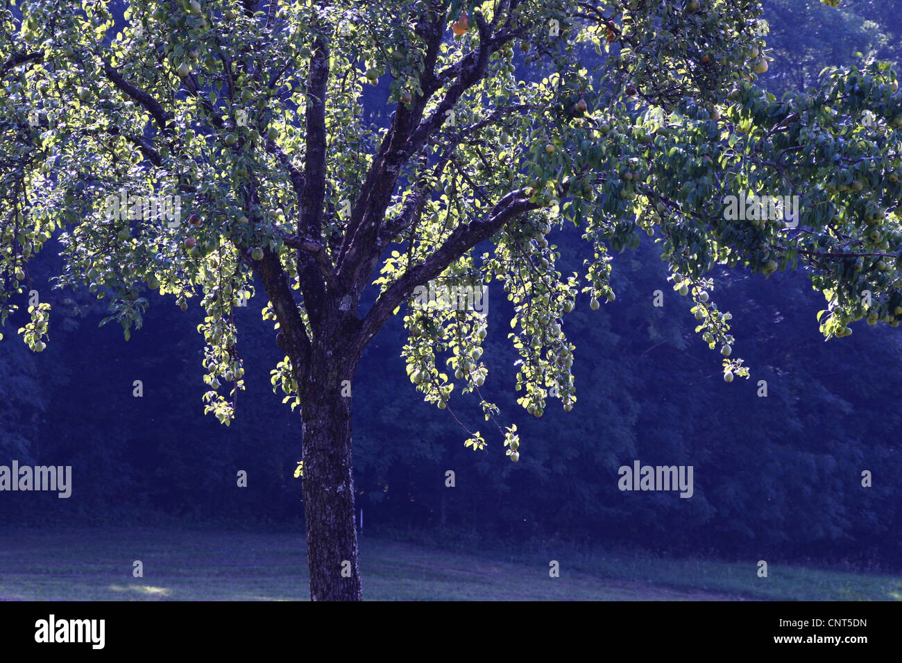 common pear (Pyrus communis), pear tree in twilight Stock Photo - Alamy