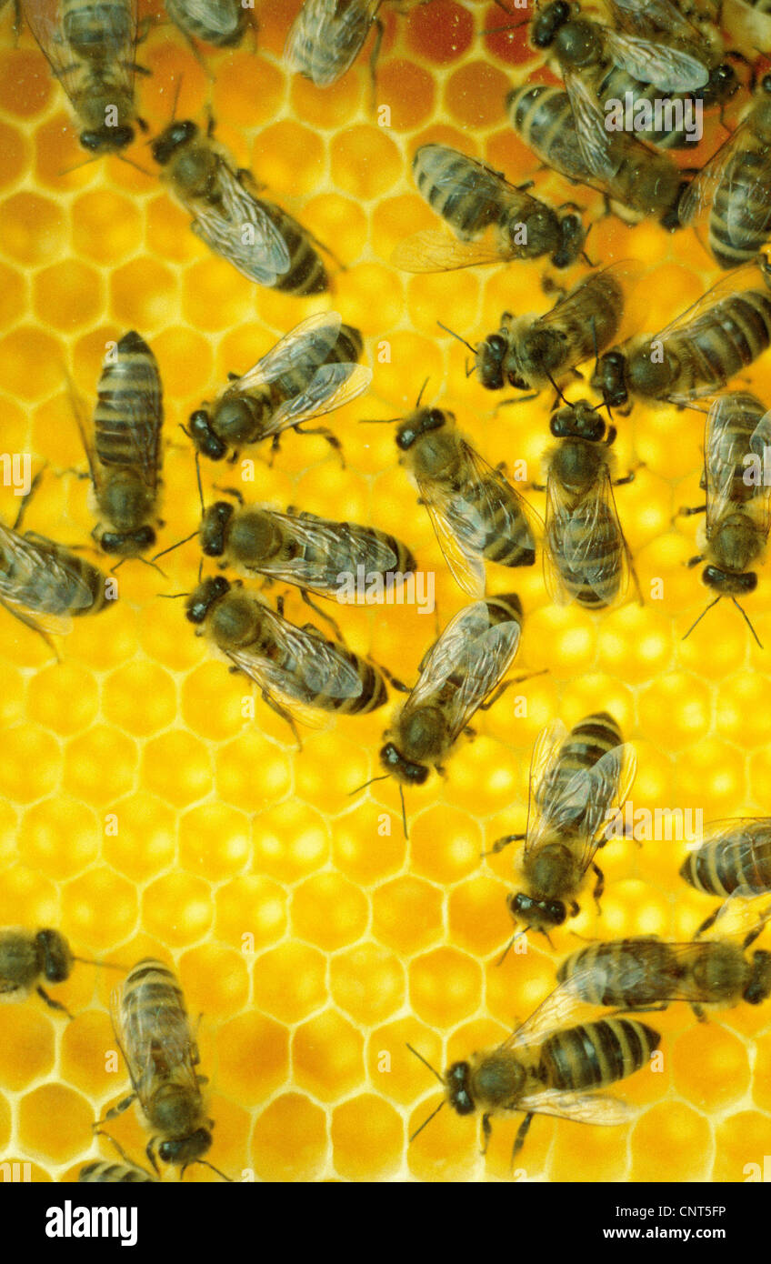 Details honey comb bee hi-res stock photography and images - Alamy