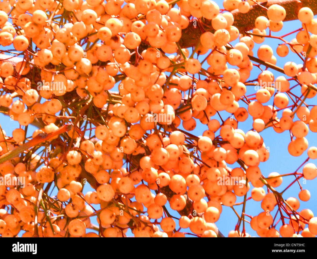 Persian lilac, chinaberry tree (Melia azedarach), fruits on a tree ...