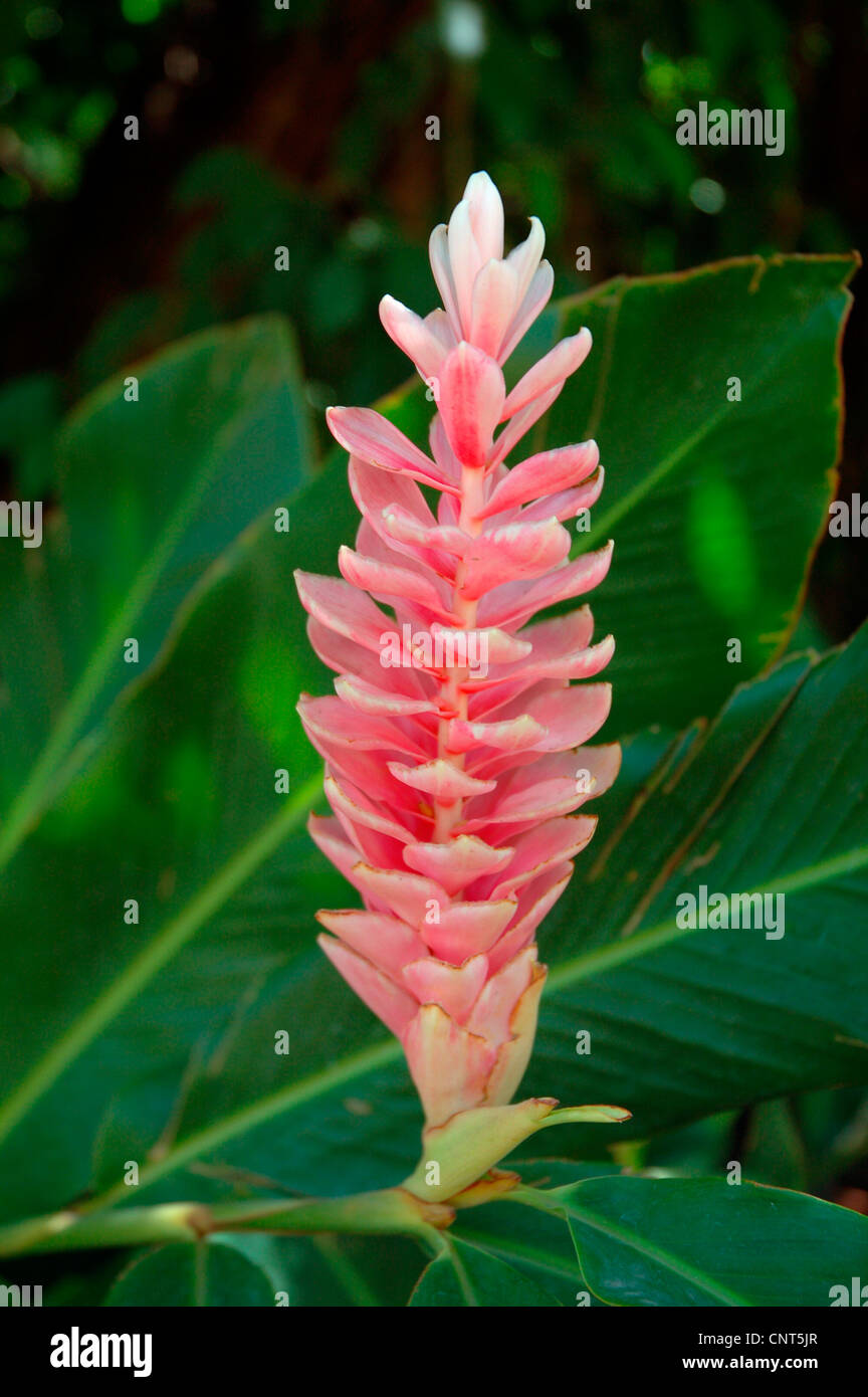 red ginger, 'awapuhi'ula'ula (Alpinia purpurata), with pink flowers ...