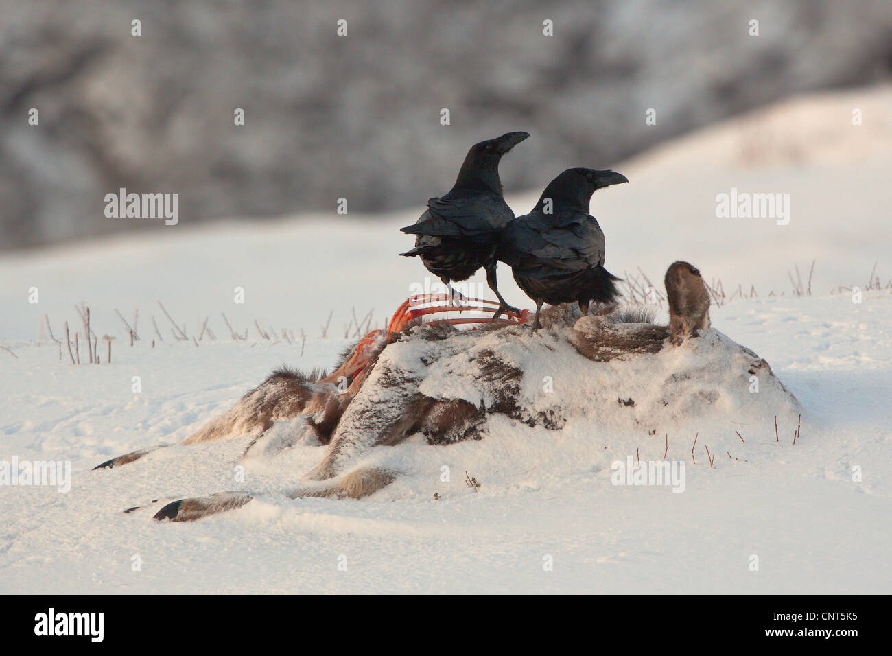 common raven (Corvus corax), eating a dead elk in snow, Norway Stock ...